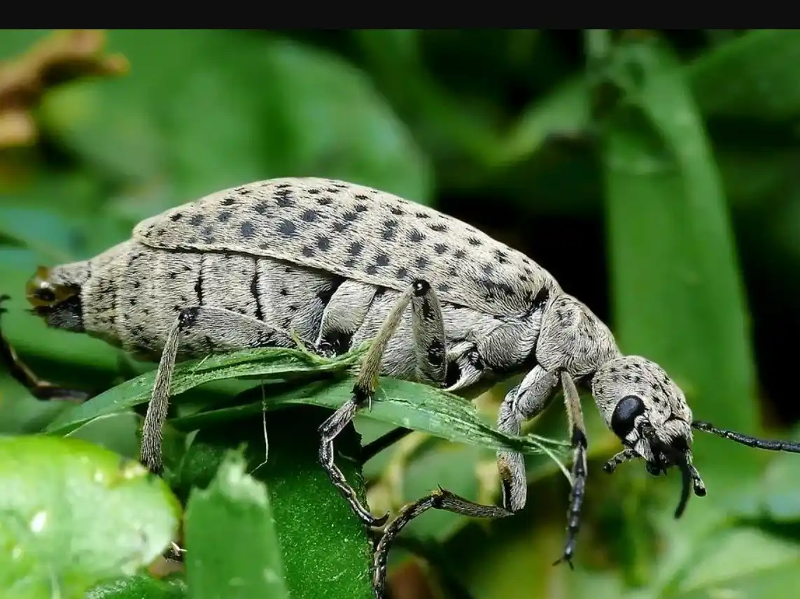 Ocho meses bajo tierra: por qué el bicho moro pone en jaque a la huerta ...