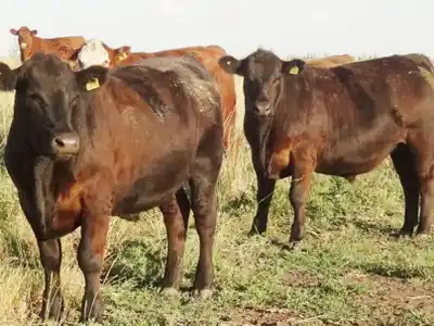 Facilitan el acceso a la información para exportar carne a Europa – El ...