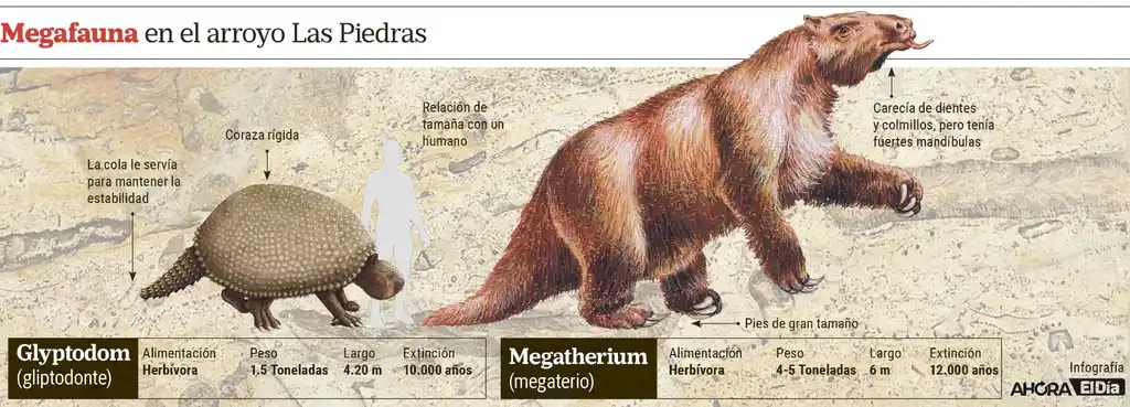 Hallaron restos fósiles de megafauna en el arroyo Las Piedras – El Día ...