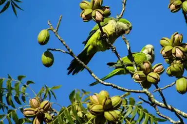 Larroque: productores de pecán alertan por ataques de loros y advierten ...