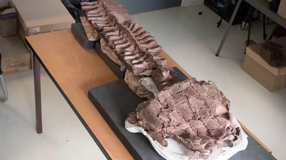 Descubren fósiles de una nueva especie que desafía las hipótesis sobre ...
