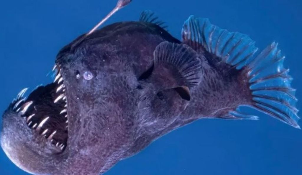 Murió el pez diablo negro que había aparecido en la superficie del mar ...
