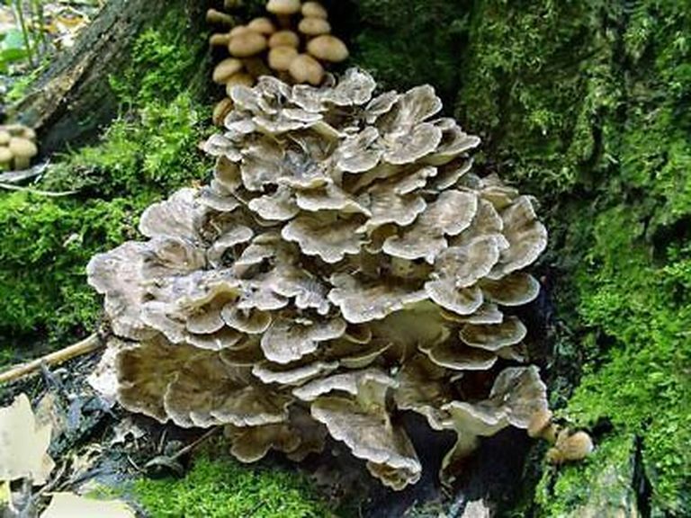 Hongos adaptógenos: qué son, sus beneficios y cómo incorporarlos en ...