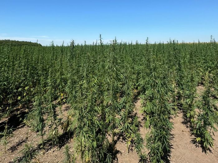 Cáñamo: el cultivo tabú que llega a los productores como alternativa ...