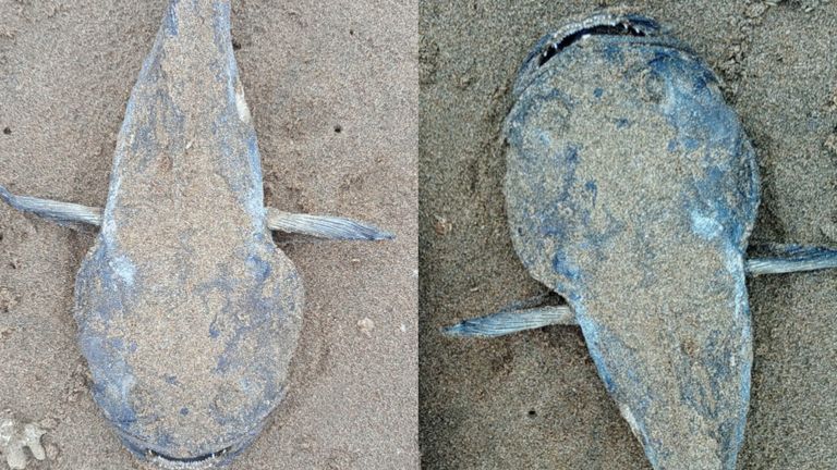 La aparición de un “pez perro” captó la atención en la playa – Ecos ...