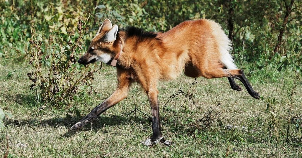 Confirman que el aguará guazú avistado en San Nicolás es el liberado en ...