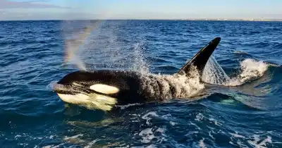 El espectacular video de tres orcas acompañando a pescadores frente a ...