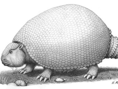 Hallan en San Eduardo del Mar restos de un gliptodonte juvenil de más ...