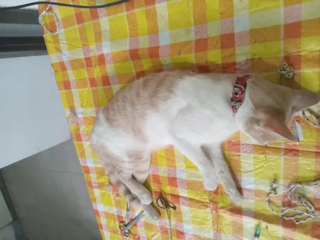 Aldea Asunción realizó una nueva campaña de castración de animales