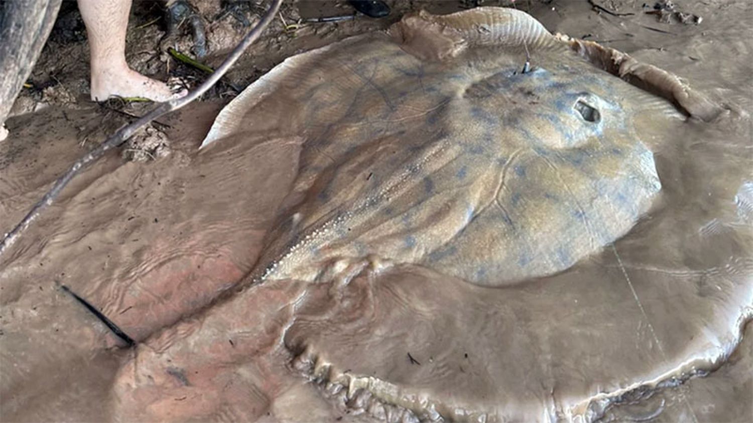 Pescan raya de 150 kilos en río Paraná: “Costó más de hora y media ...