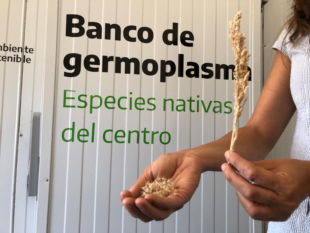 Comenzó a funcionar en Veterinarias el Banco de Germoplasma, un espacio ...