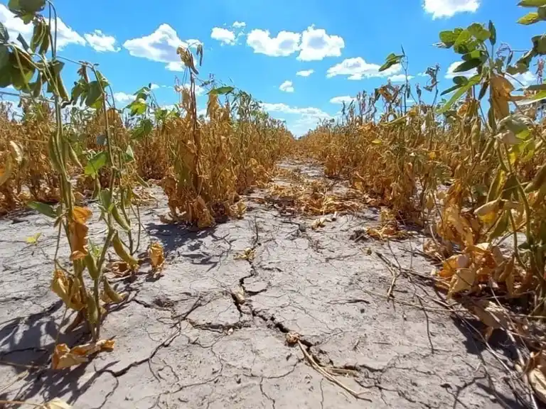 Economía declaró la emergencia agropecuaria en Chubut, Río Negro y ...